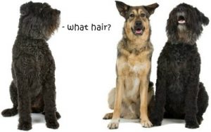 Large Dog Boutique | Where Large Dogs Shop Till They Drop